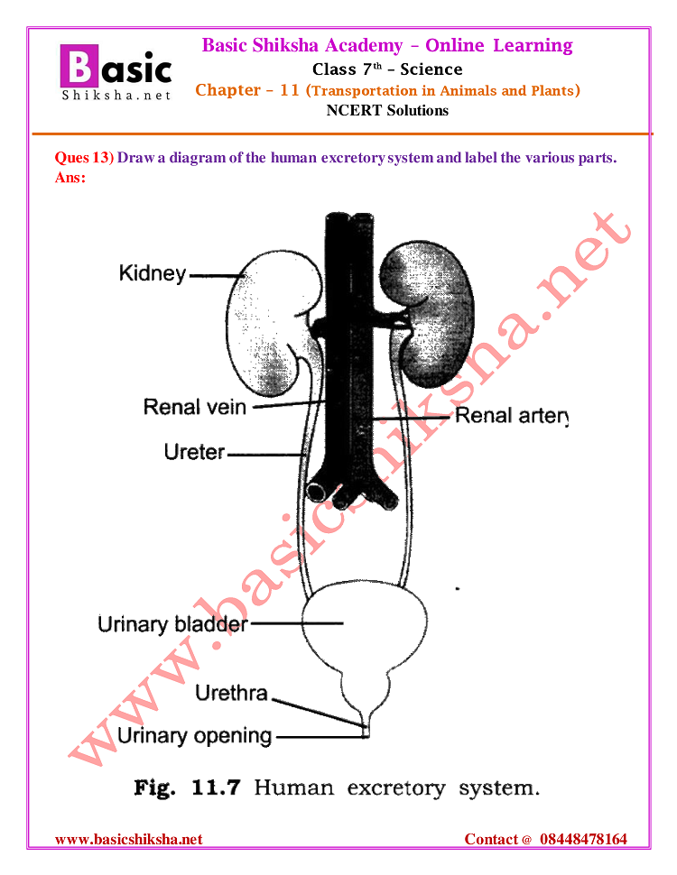 CBSE Class - 7 Chapter 11 NCERT Solutions
